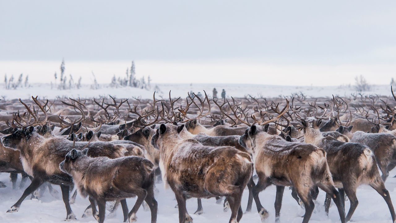 Winter is Deeper | Indigenous Outfitters Canada